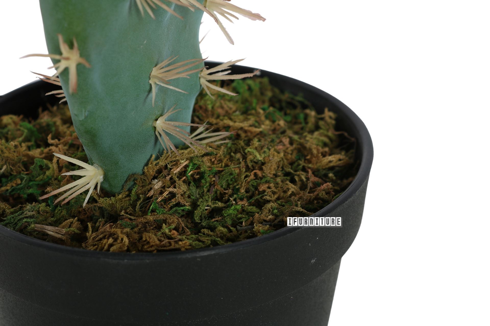 Desert Star 01 Large Simulated Cactus *Angel Wing with Flower